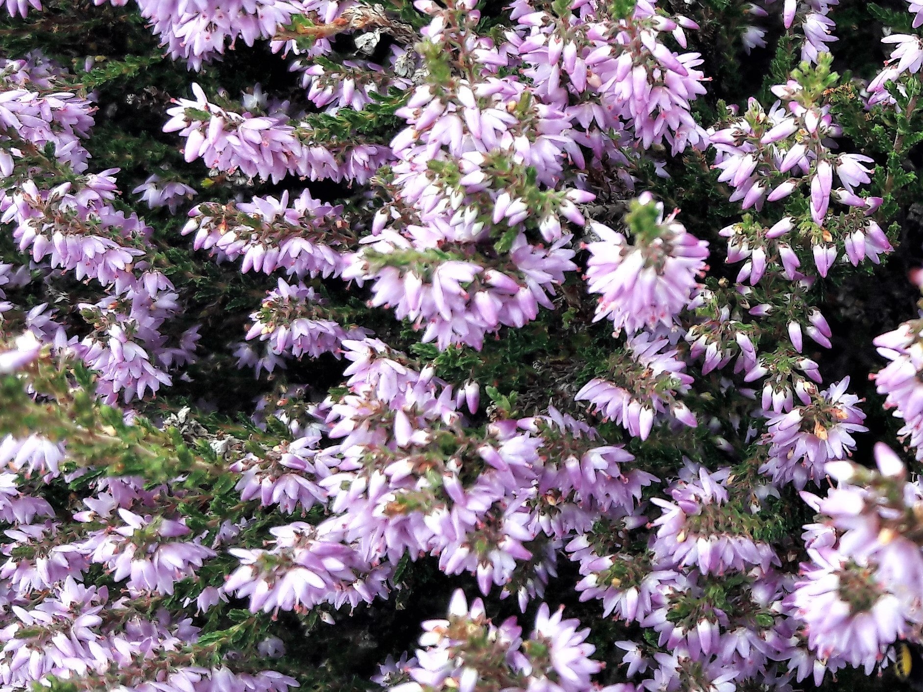 HEATHER – and other things. | bowlandclimber