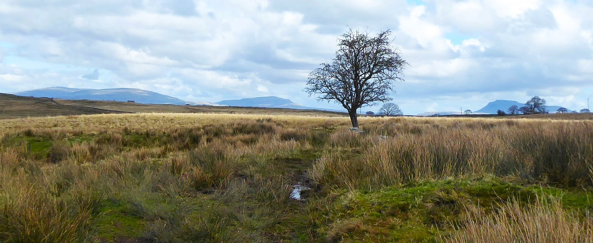 CICERONE’S LANCASHIRE. ROEBURNDALE – a walk on the wild side ...