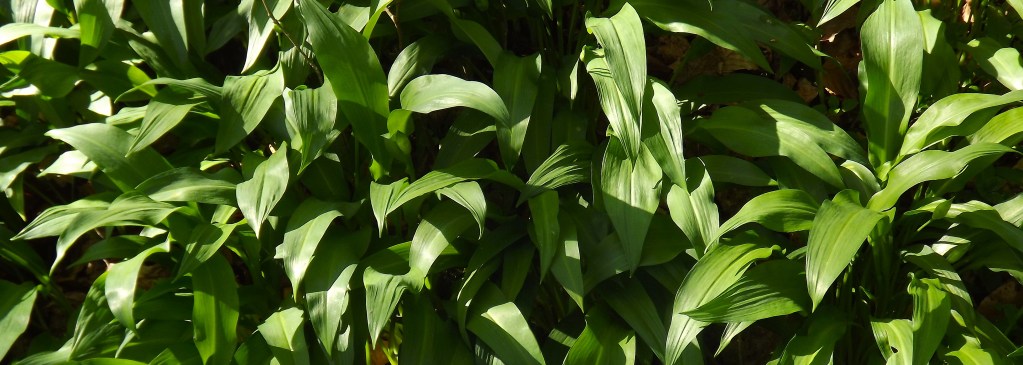 THE GARLIC SOUP THAT NEARLY KILLED ME. Part One. | bowlandclimber